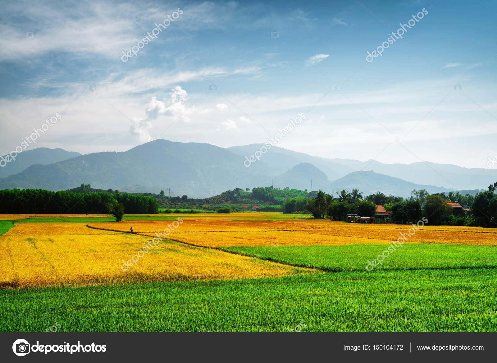 Scenic colorful rice fields at different stages of maturity — Stock ...