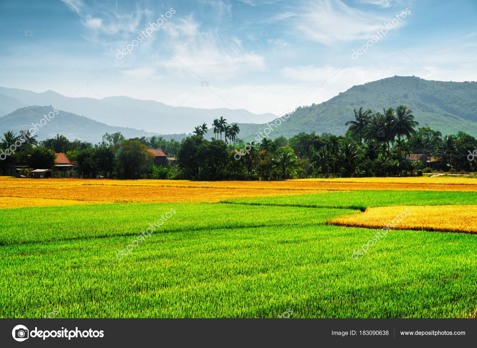 Varias fases del cultivo del arroz. Escénicos arrozales coloridos ...