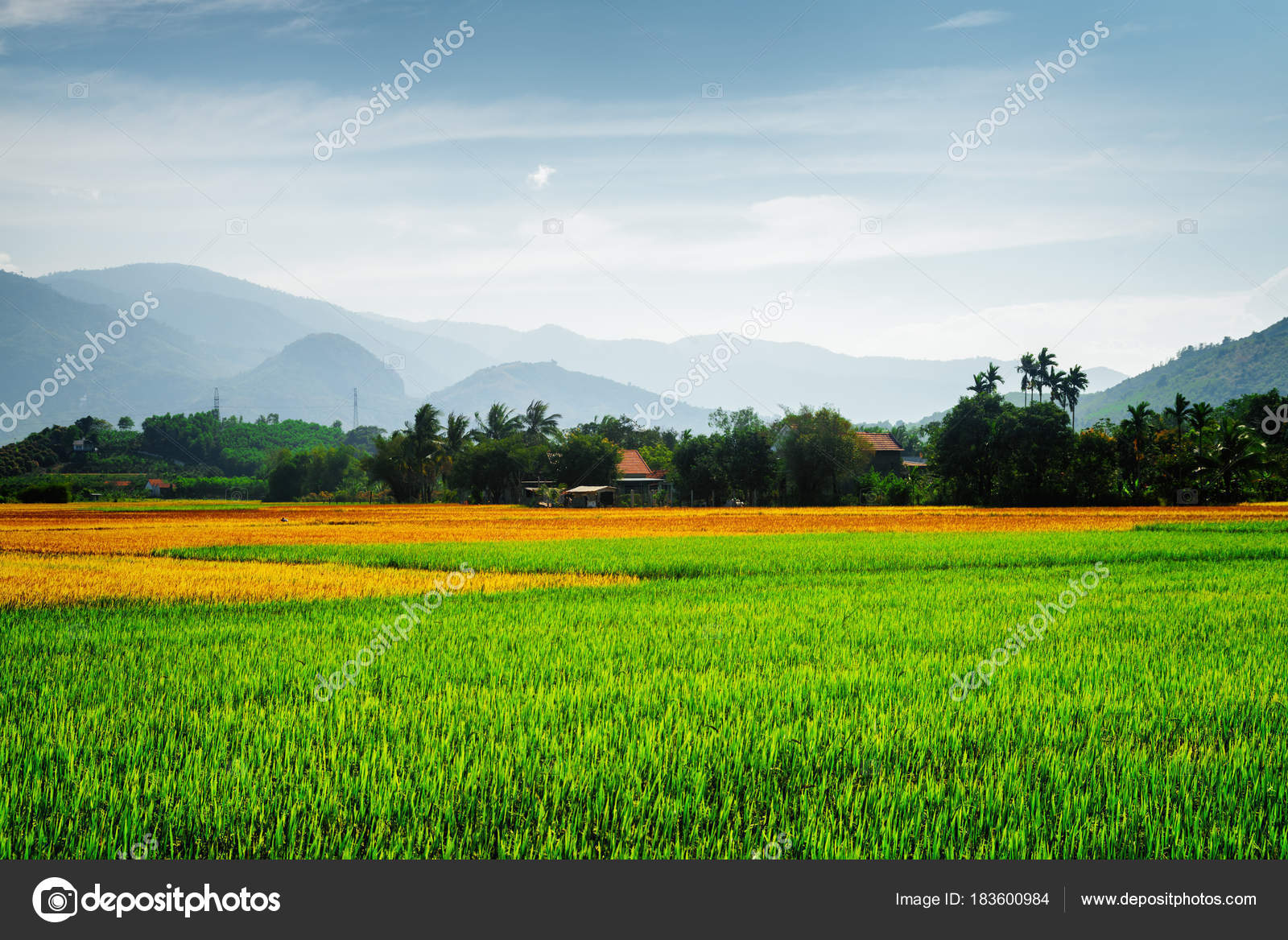 Colorful rice fields. Various phases of rice cultivation Stock Photo by ...