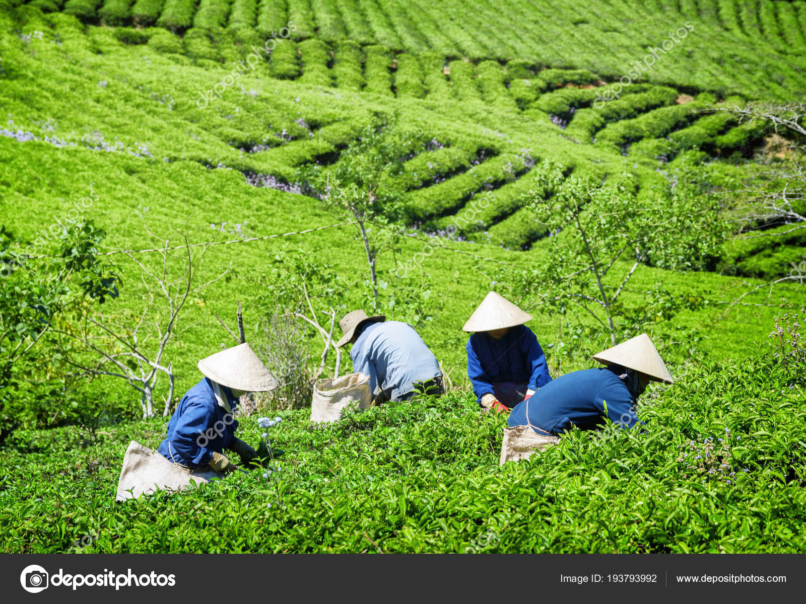 Tea Garden Worker Wallpaper