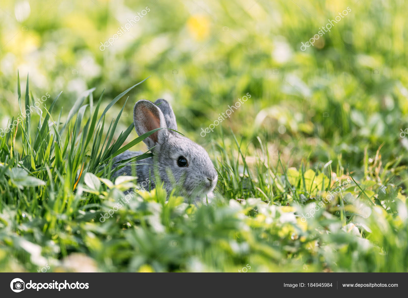 Small grey rabbit in green grass closeup — Stock Photo © Ivankmit ...