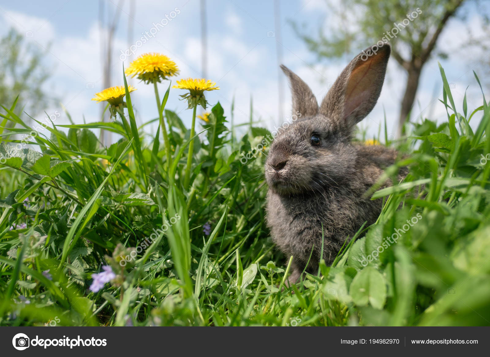 Small grey rabbit in green grass closeup Stock Photo by ©Ivankmit 194982970