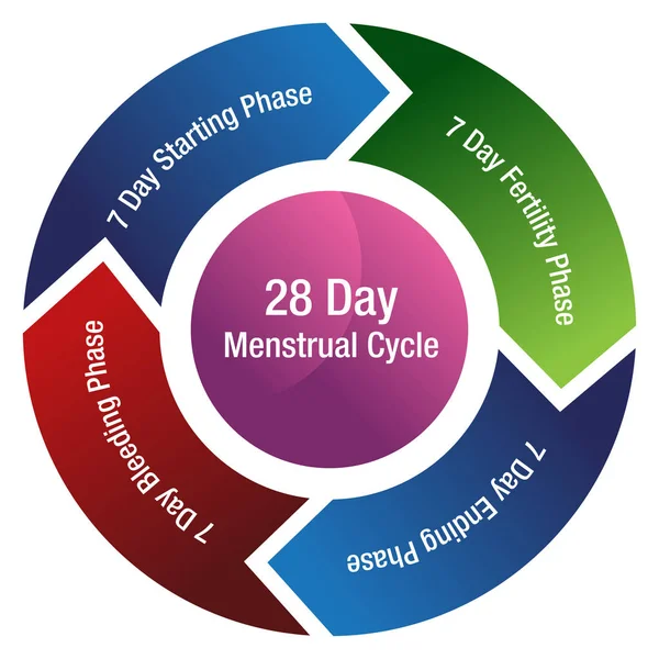 Images: menstrual cycle chart | Menstrual Cycle Fertility Chart — Stock ... Images: menstrual cycle chart | Menstrual Cycle Fertility Chart — Stock ...