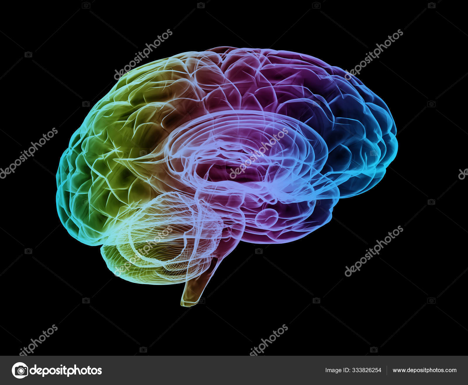 Human Brain Multi Color Illustration Isolated Stock Photo by ©Jezper ...