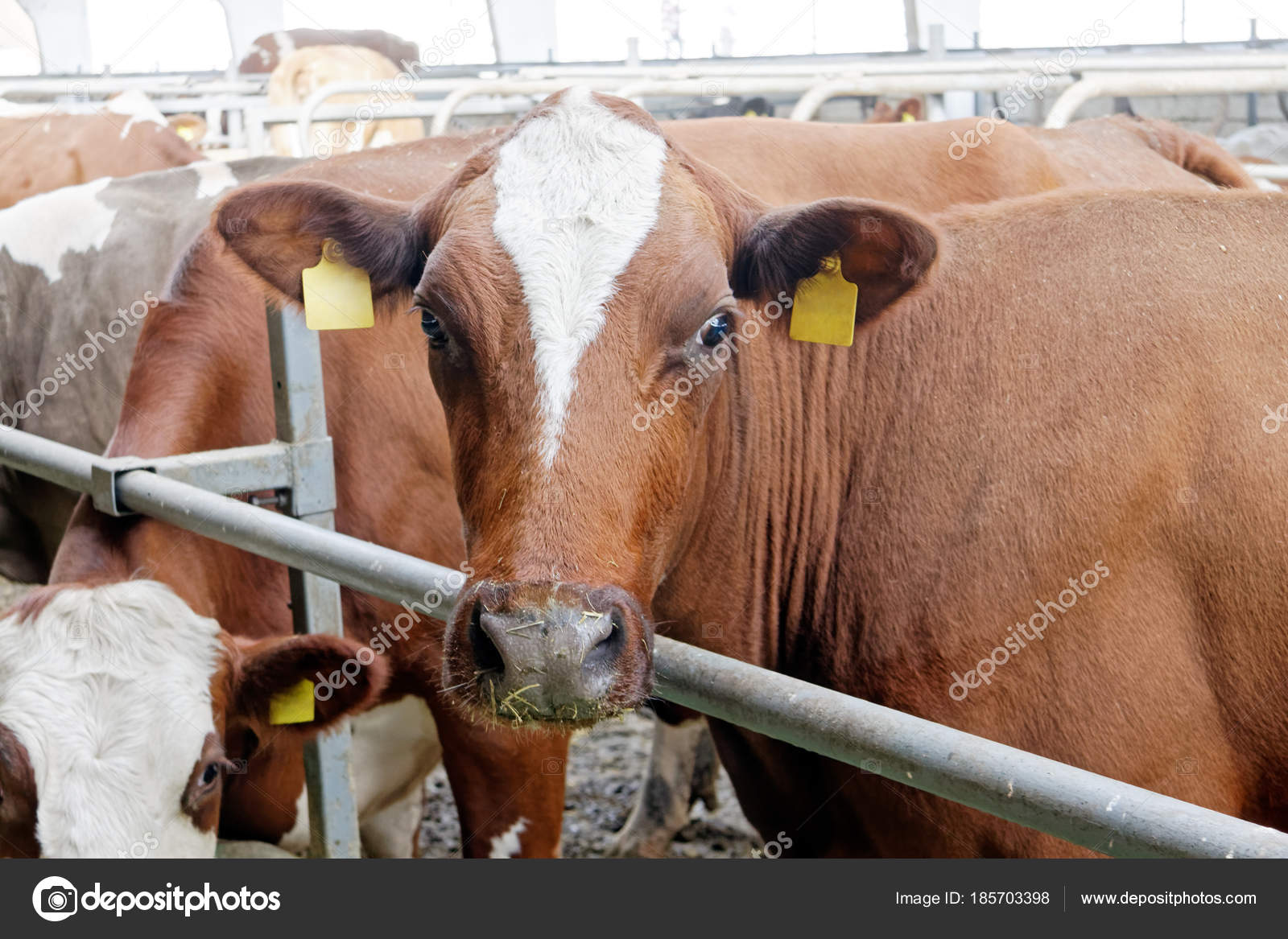 Dairy Cows Farm Cowshed Agriculture Industry Farming Animal Husbandry ...