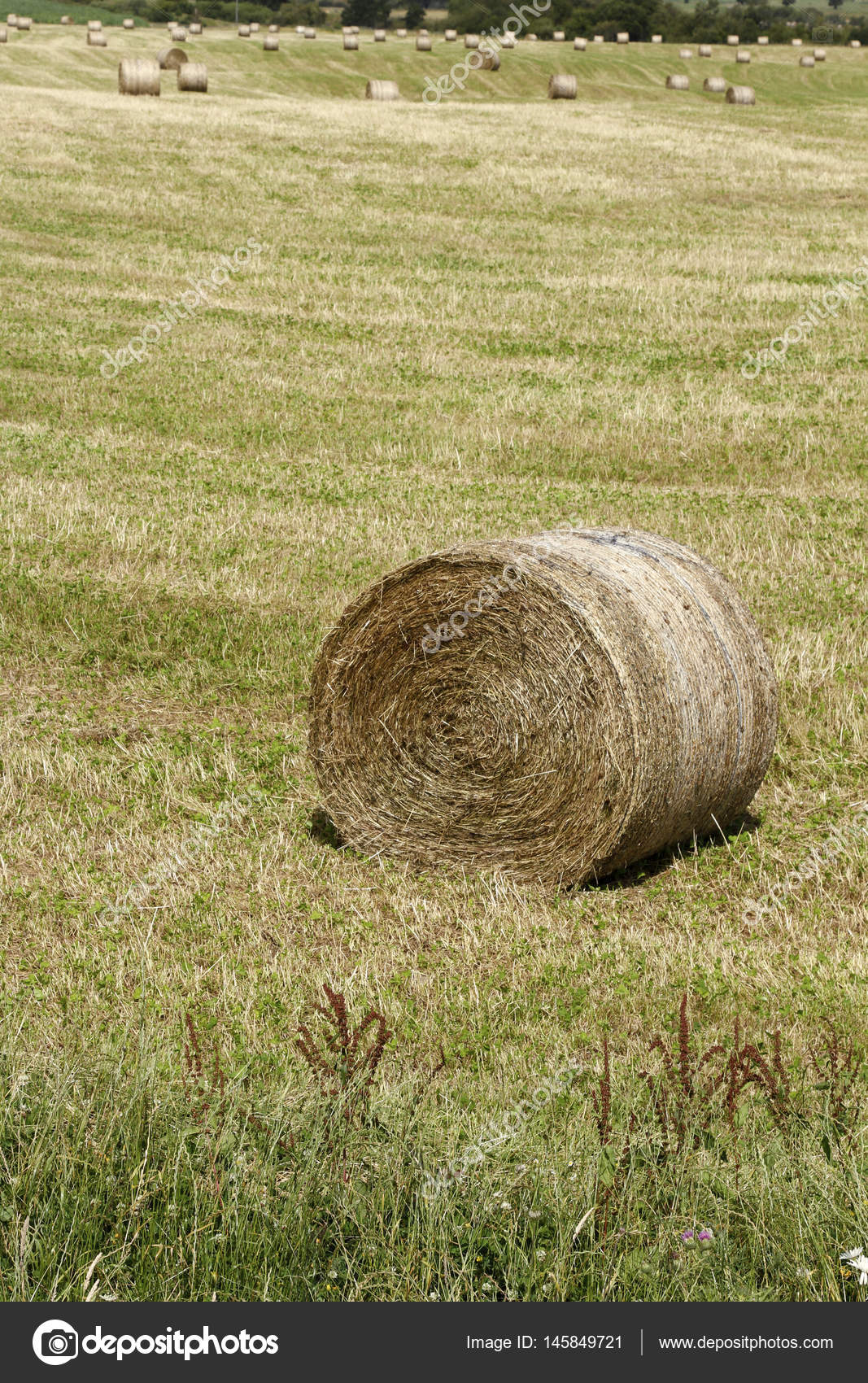 Round hay bales — Stock Photo © stillfx #145849721