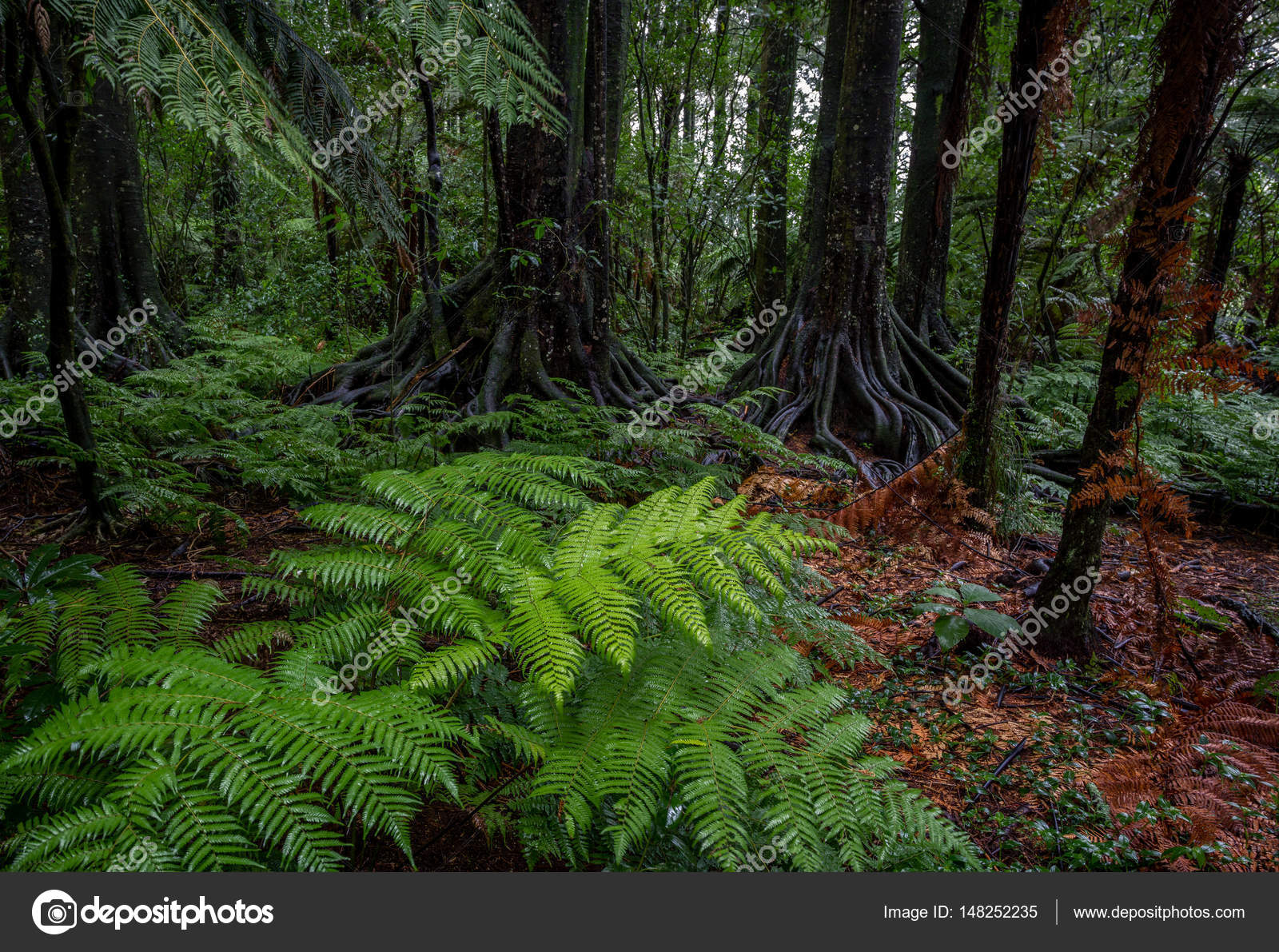Ferns and trees in jungle Stock Photo by ©stillfx 148252235