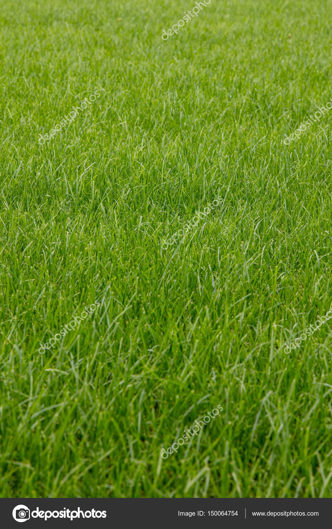 Césped verde hierba — Foto de stock #150064754 © stillfx