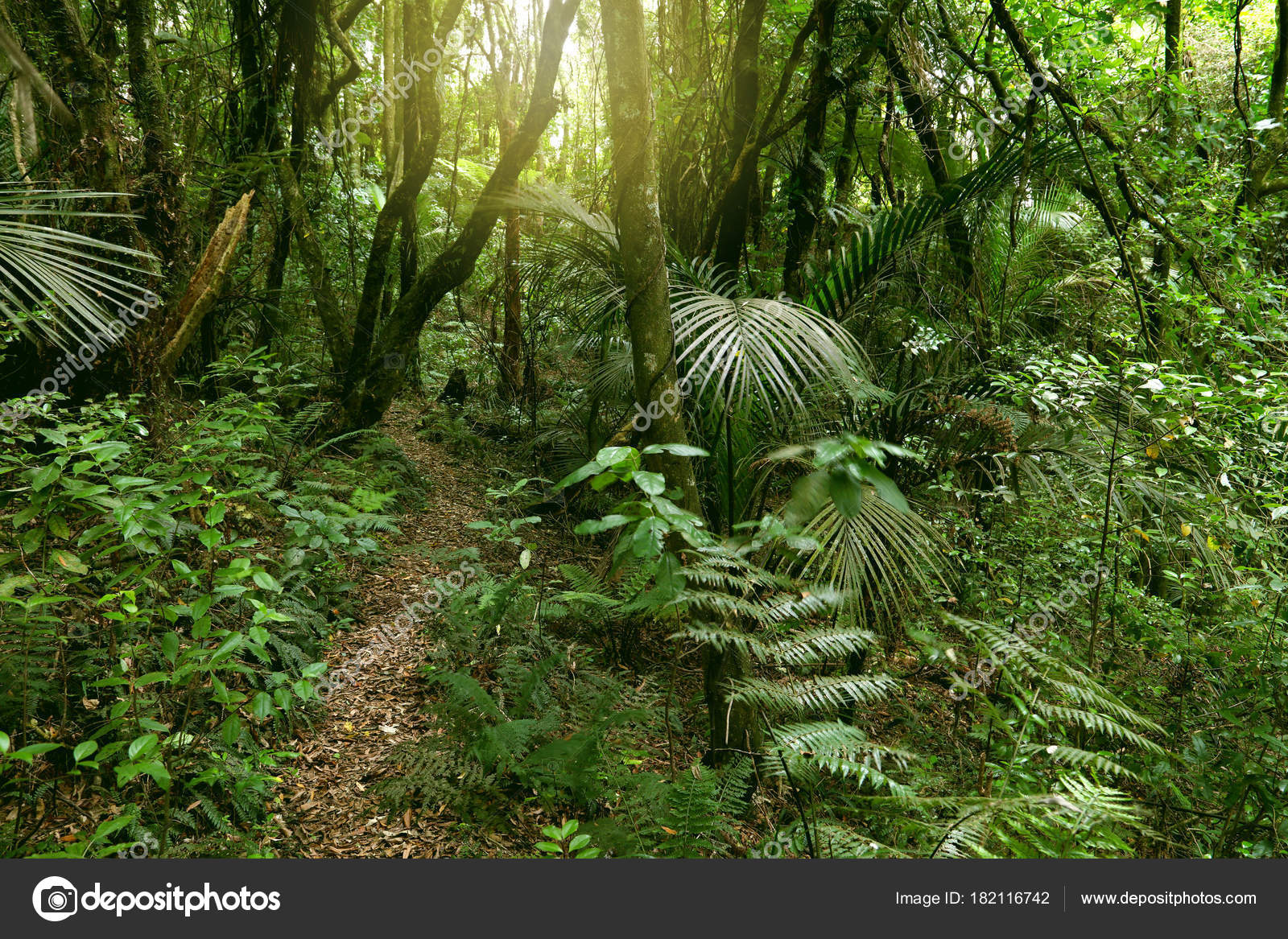Lush green jungle Stock Photo by ©stillfx 182116742