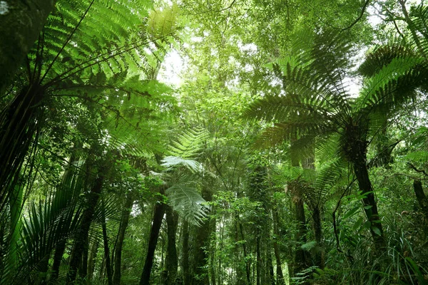 Sunlit Tree Canopy Tropical Jungle Stock Photo by ©stillfx 216596370
