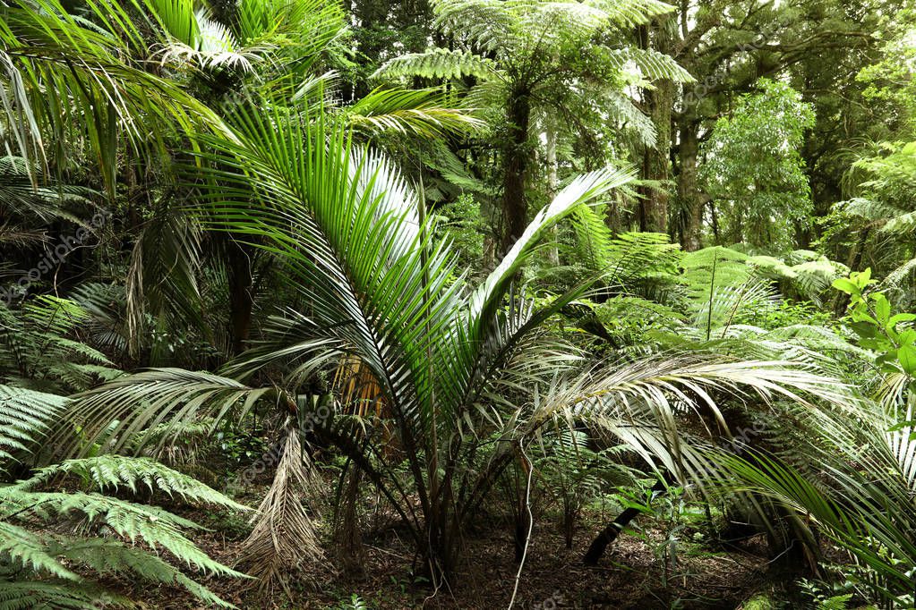 hojas de la selva tropical 2024