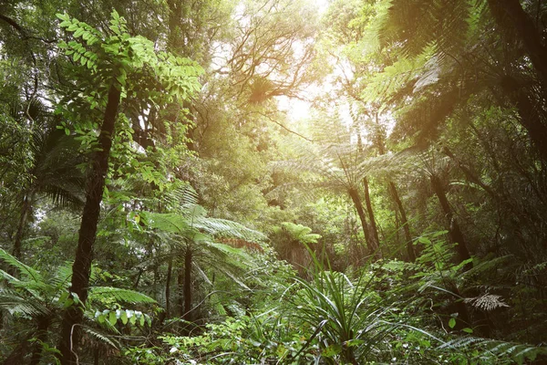 Sunlit Tree Canopy Tropical Jungle Stock Photo by ©stillfx 216596370