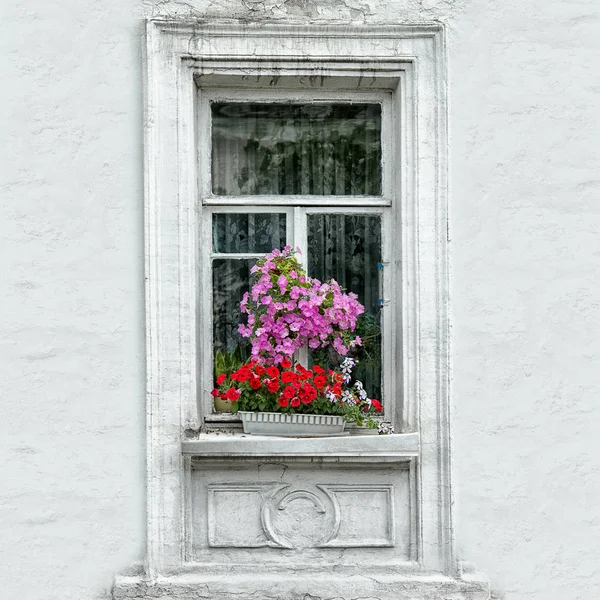 Flowers in window Stock Photos, Royalty Free Flowers in window Images ...