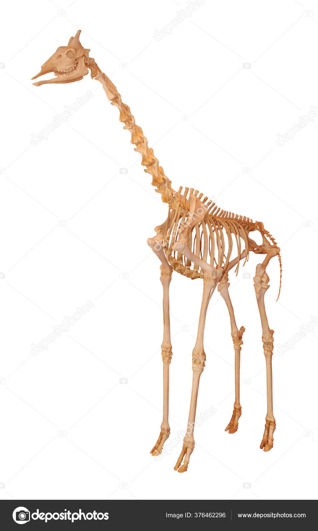 Giraffe Skeleton