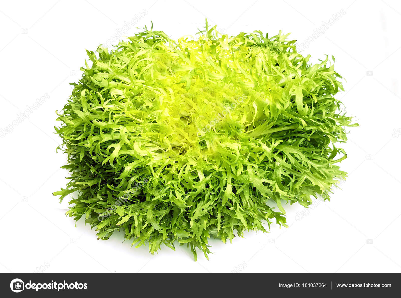 Escarole endive frisee lettuce Stock Photo by ©roxanabalint 184037264