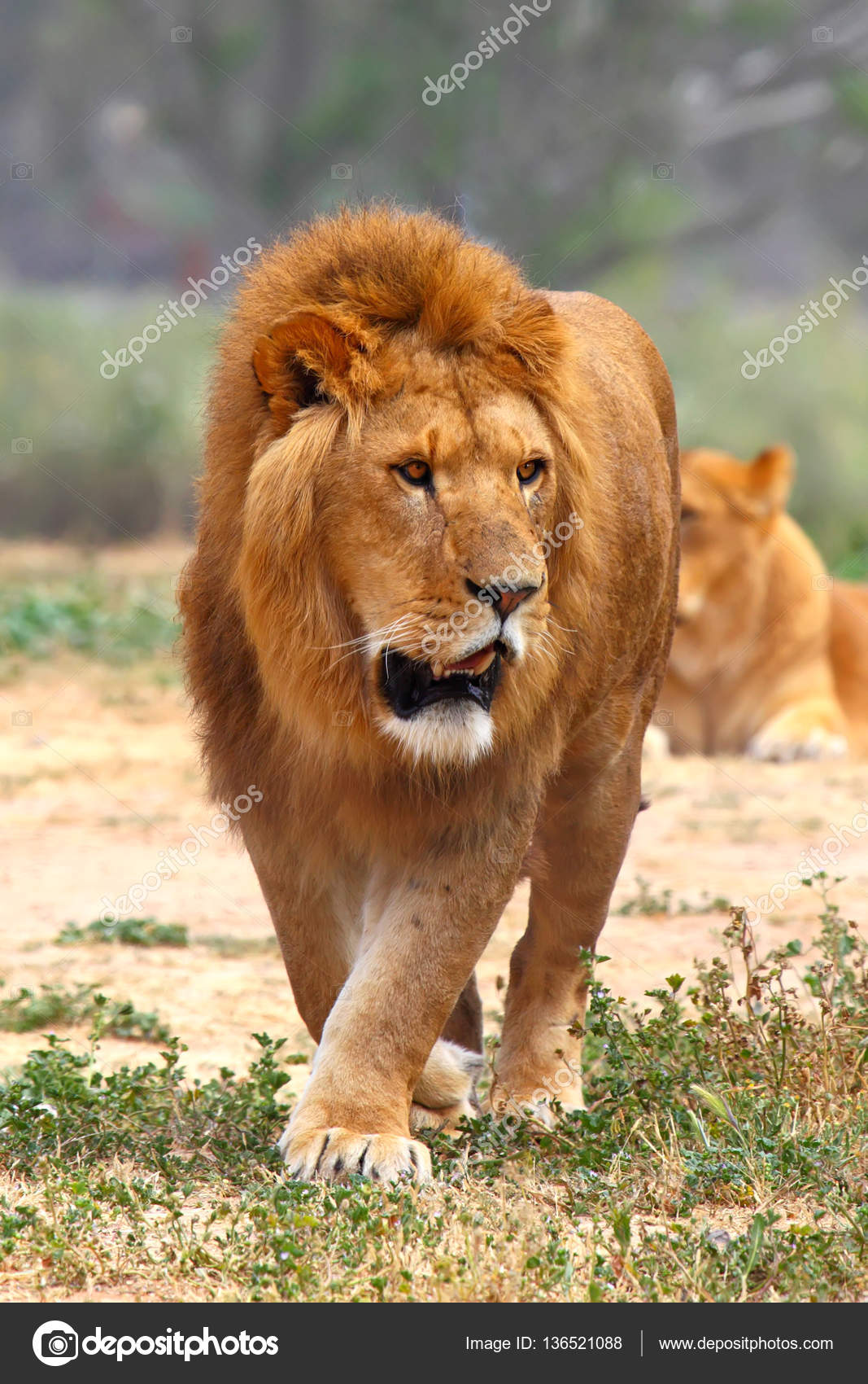 Close Up picture of a male lion on the grass — Stock Photo © leonidp ...