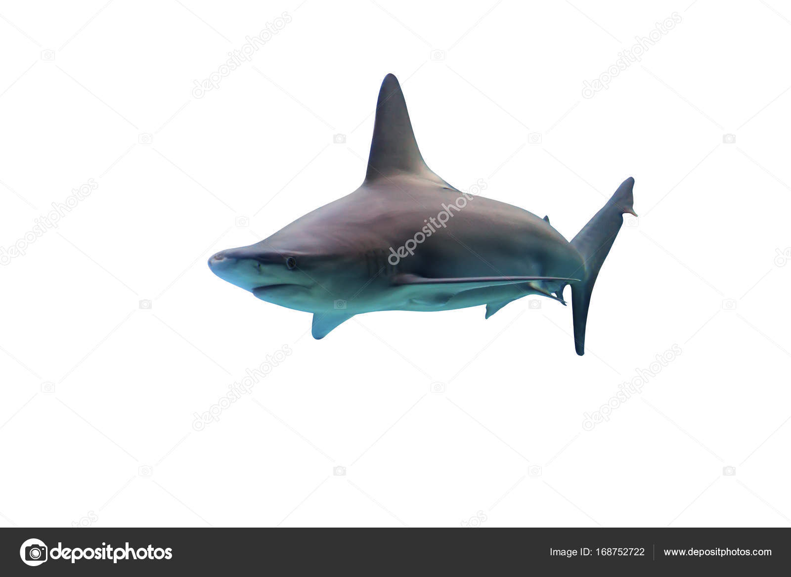 Shark isolated on white background — Stock Photo © leonidp #168752722