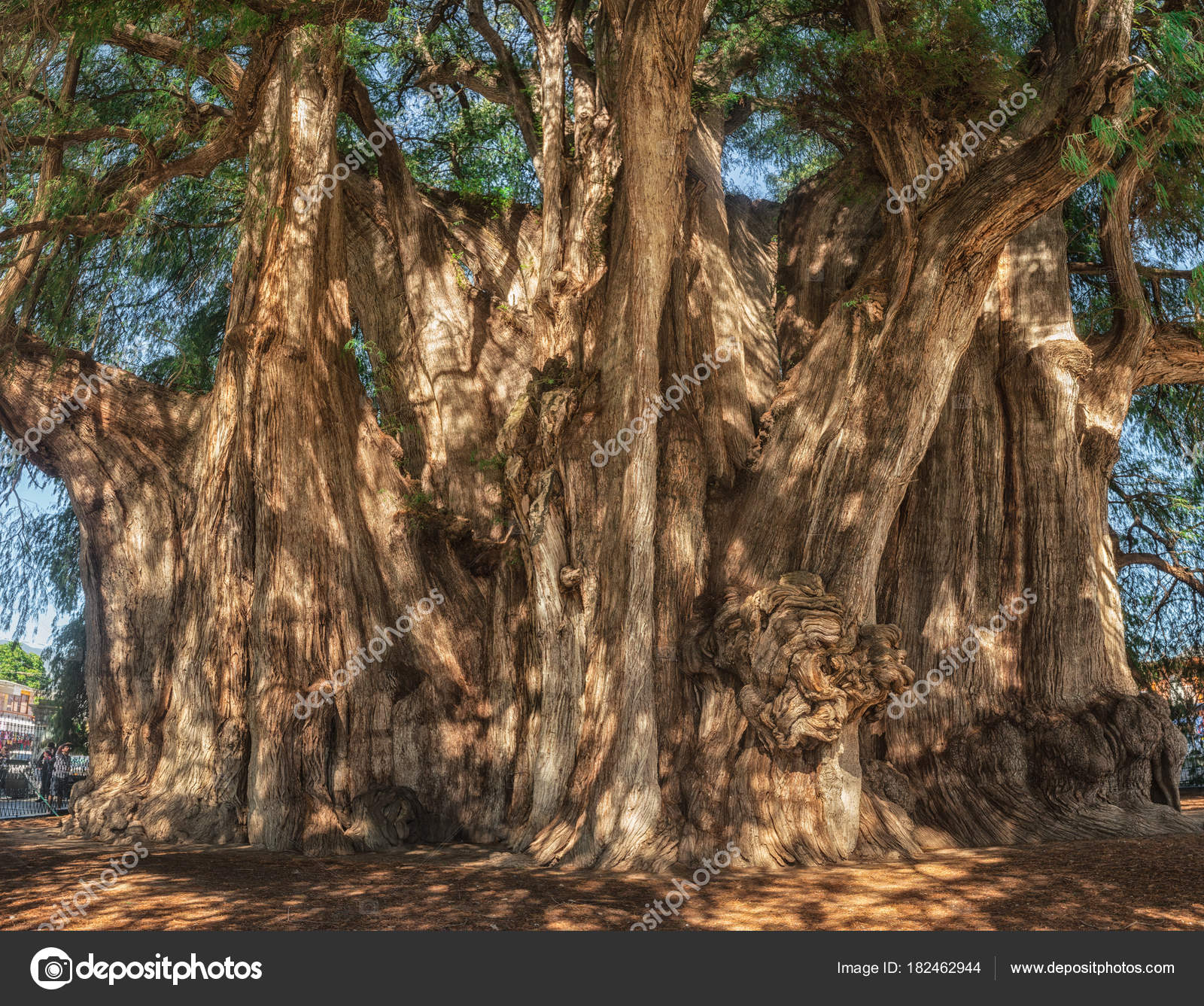 Arbol Del Tule Ağaç Tule Dev Kutsal Tule Ağaçta Montezuma — Stok Foto ...