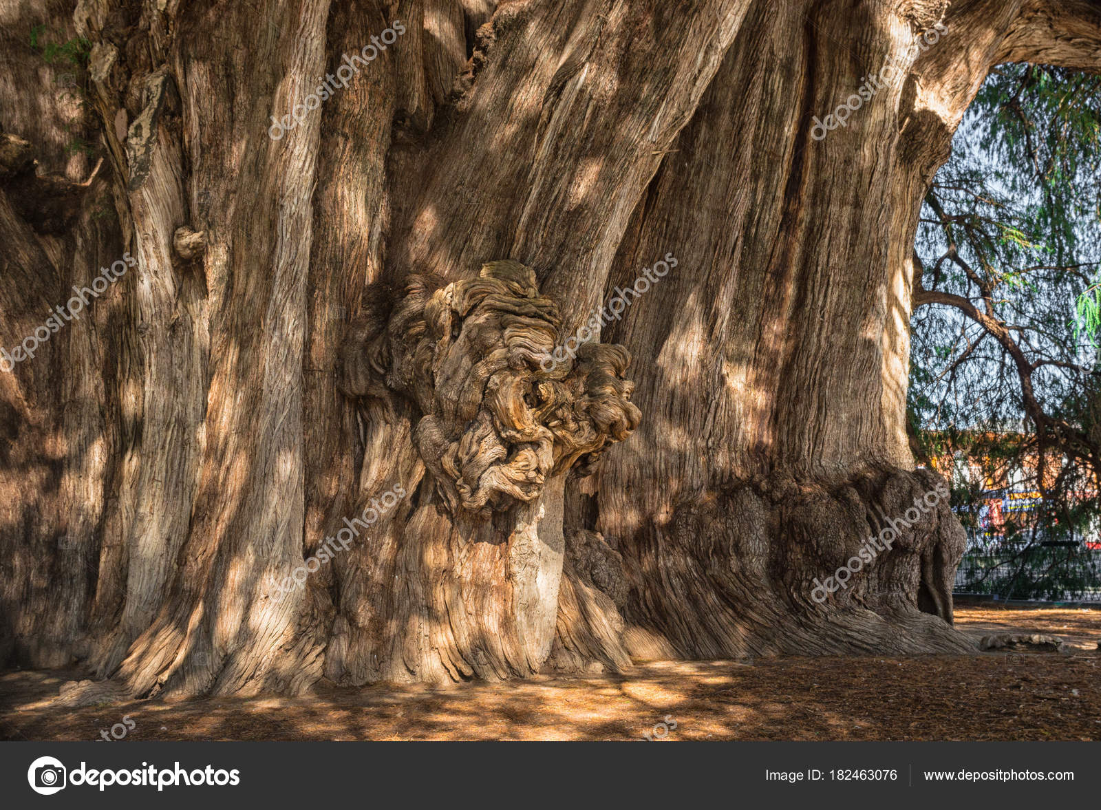Arbol Del Tule Tree Tule Giant Sacred Tree Tule Montezuma Stock Photo ...