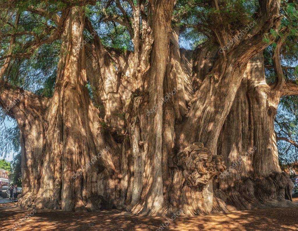 Árbol del Tule, un árbol sagrado gigante en Tule. Es un ciprés ... Árbol del Tule, un árbol sagrado gigante en Tule. Es un ciprés ...