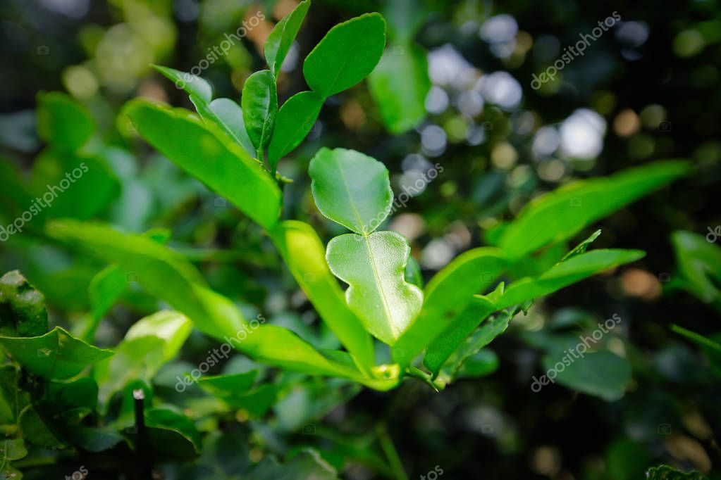 Llamada tailandesa Bai Magrood: Hoja de lima de Kaffir en plántulas ...