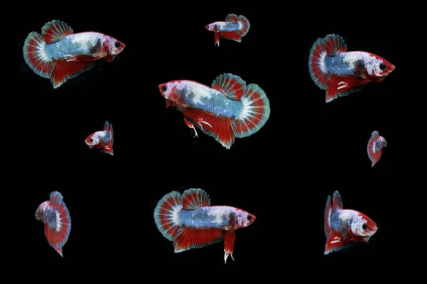 Peixe cristal Stock Photos, Royalty Free Peixe cristal Images ...