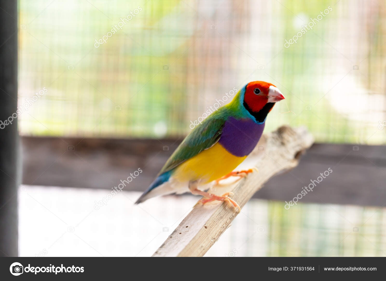 Beautiful Multi Colored Gouldian Finch Bird — Stock Photo © lobster20 ...