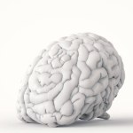 White brain Stock Photo by ©vasabii777 12566134