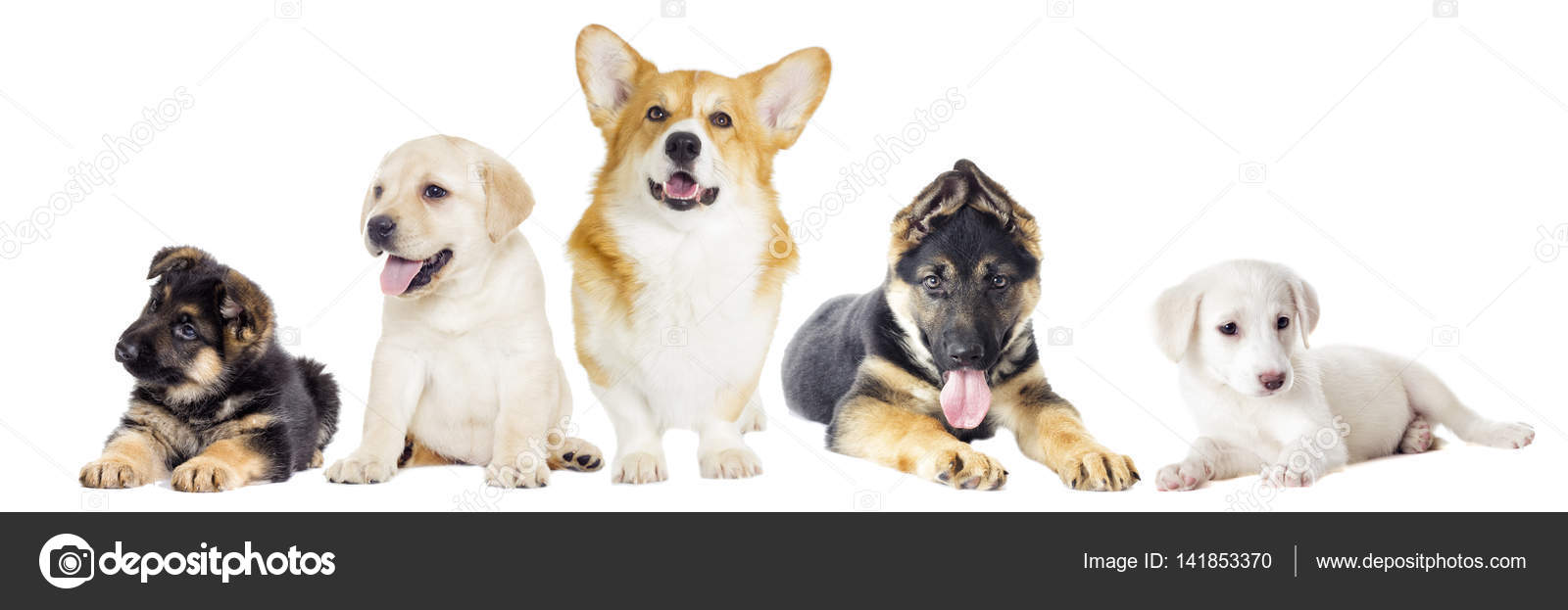 Set Dogs White Background Stock Photo by ©gurinaleksandr 141853370