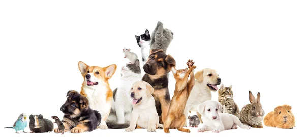 Set of domestic animals Stock Photo by ©gurinaleksandr 141855594