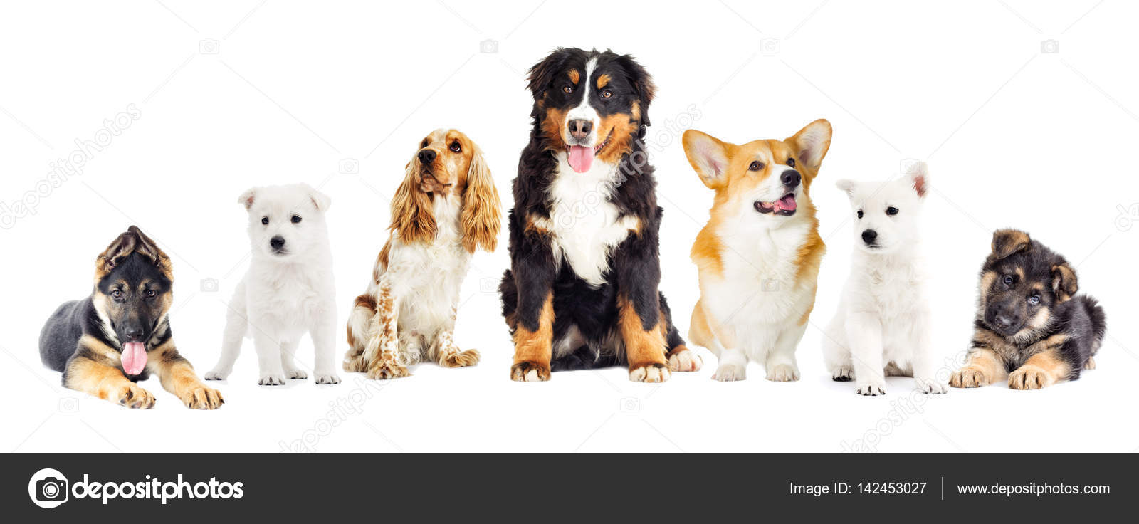 Cute dogs set — Stock Photo © gurinaleksandr #142453027