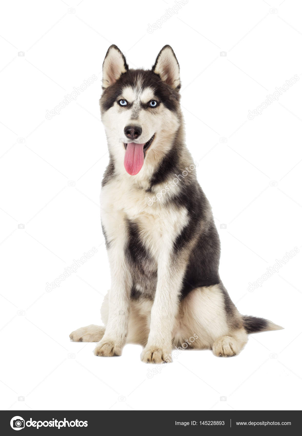 Husky Branco Vertical Shot Adorable Siberian Husky White Wall
