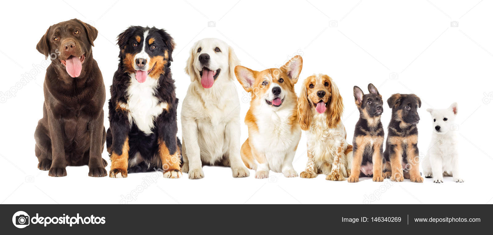 Set Dogs White Background Looking Stock Photo by ©gurinaleksandr 146340269