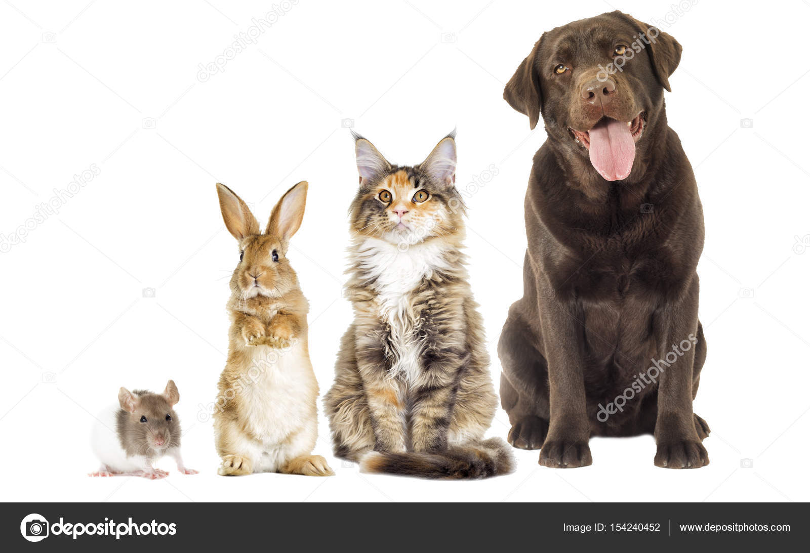 Group of pets on white background Stock Photo by ©gurinaleksandr 154240452