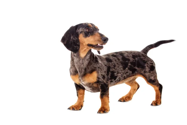 Marble dachshund Stock Photos, Royalty Free Marble dachshund Images ...