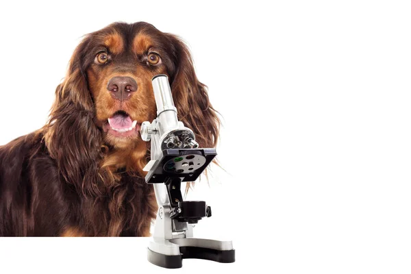 Cachorro com microscopio Stock Photos, Royalty Free Cachorro com ...
