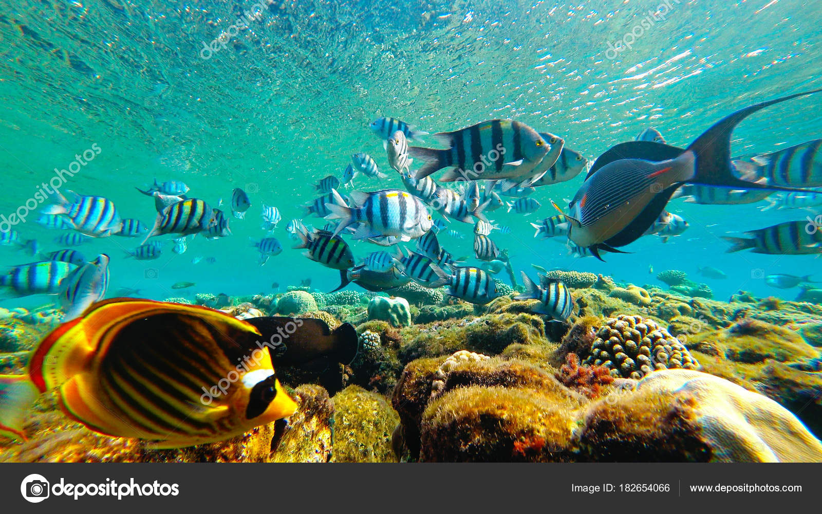 Floating fish, underwater — Stock Photo © gurinaleksandr #182654066