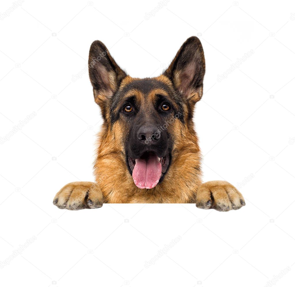 Dog Peeking Banner — Stock Photo © gurinaleksandr #188008128