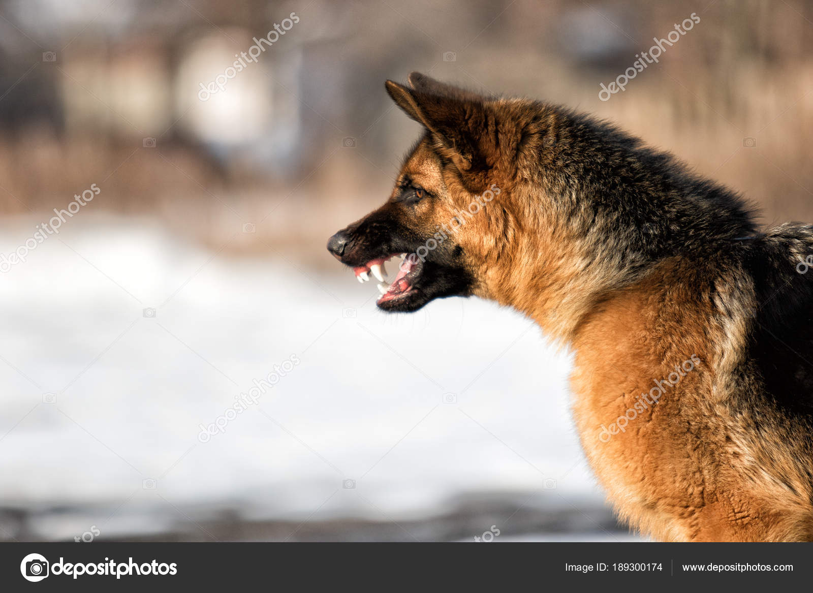 Snarling German Shepherd