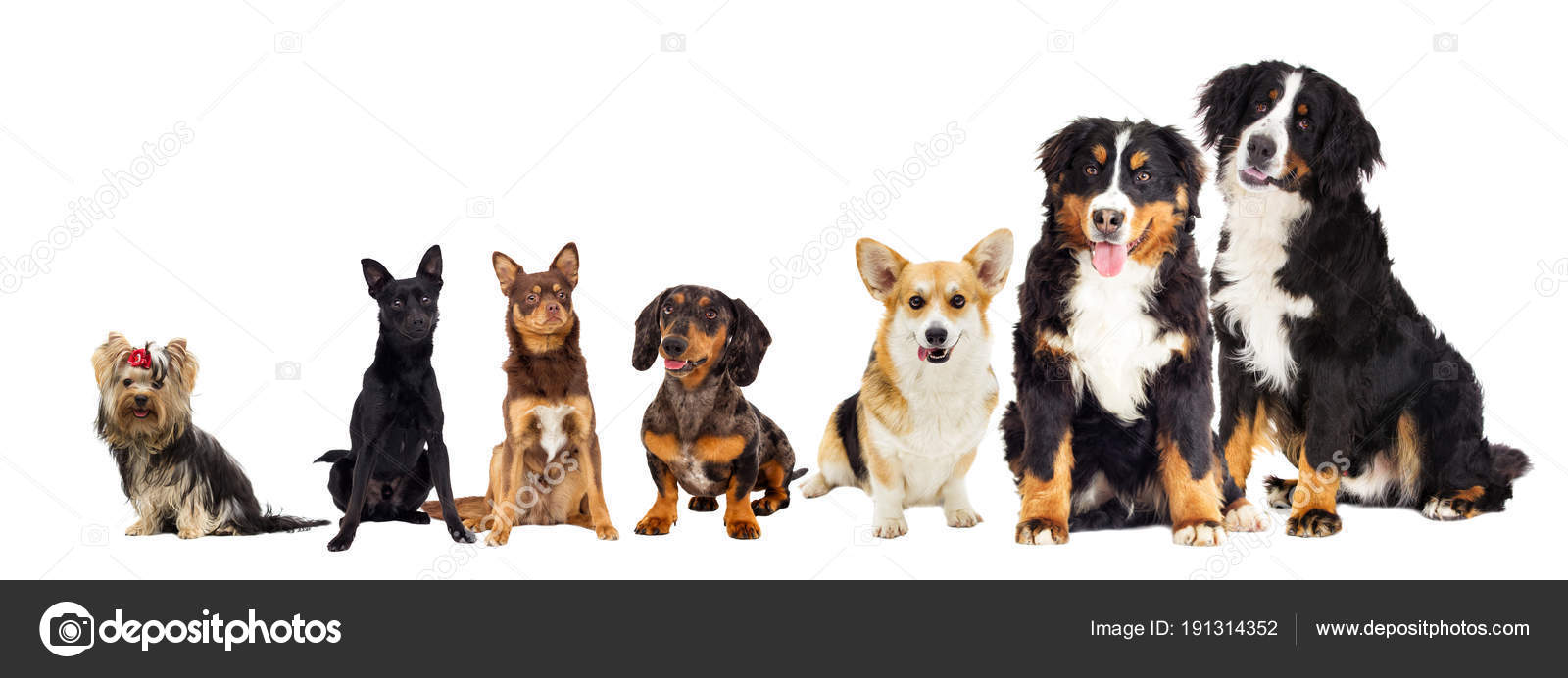 Set Dogs White Background Stock Photo by ©gurinaleksandr 191314352