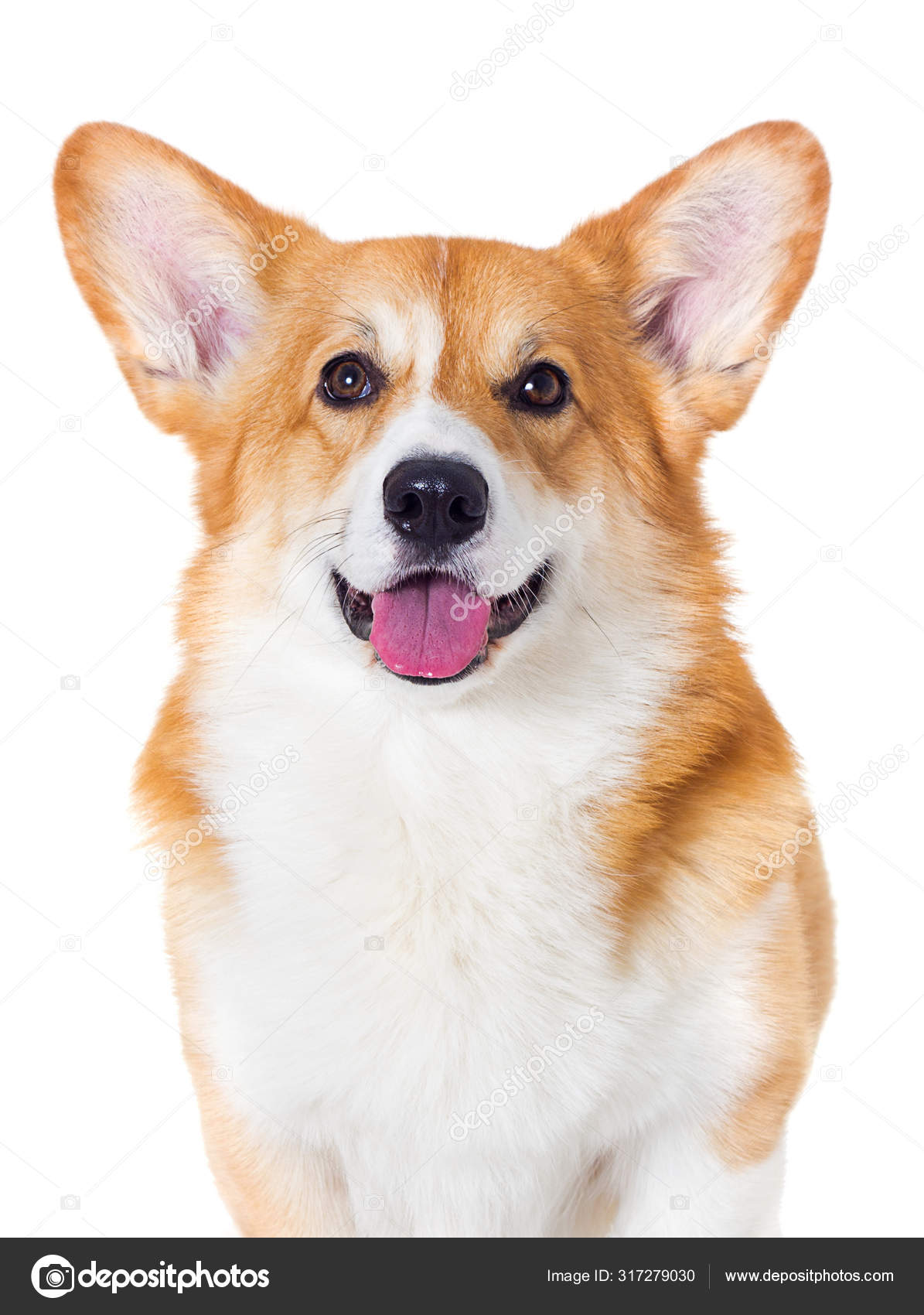 Smiling Corgi