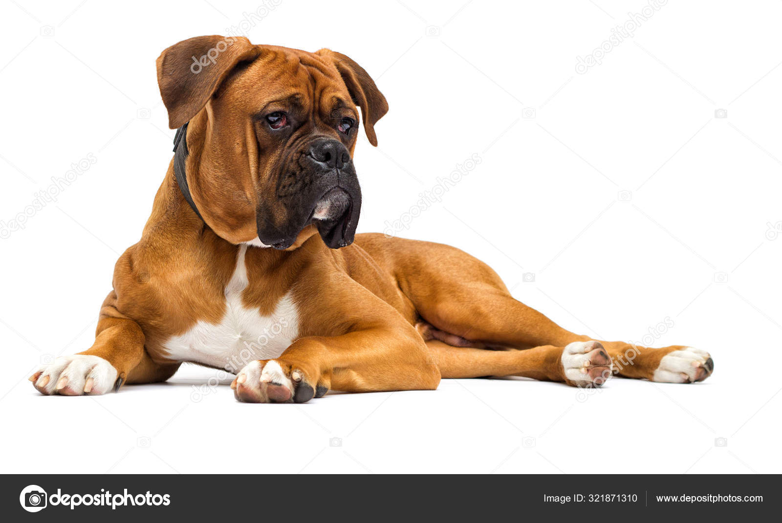 Red Boxer Dog