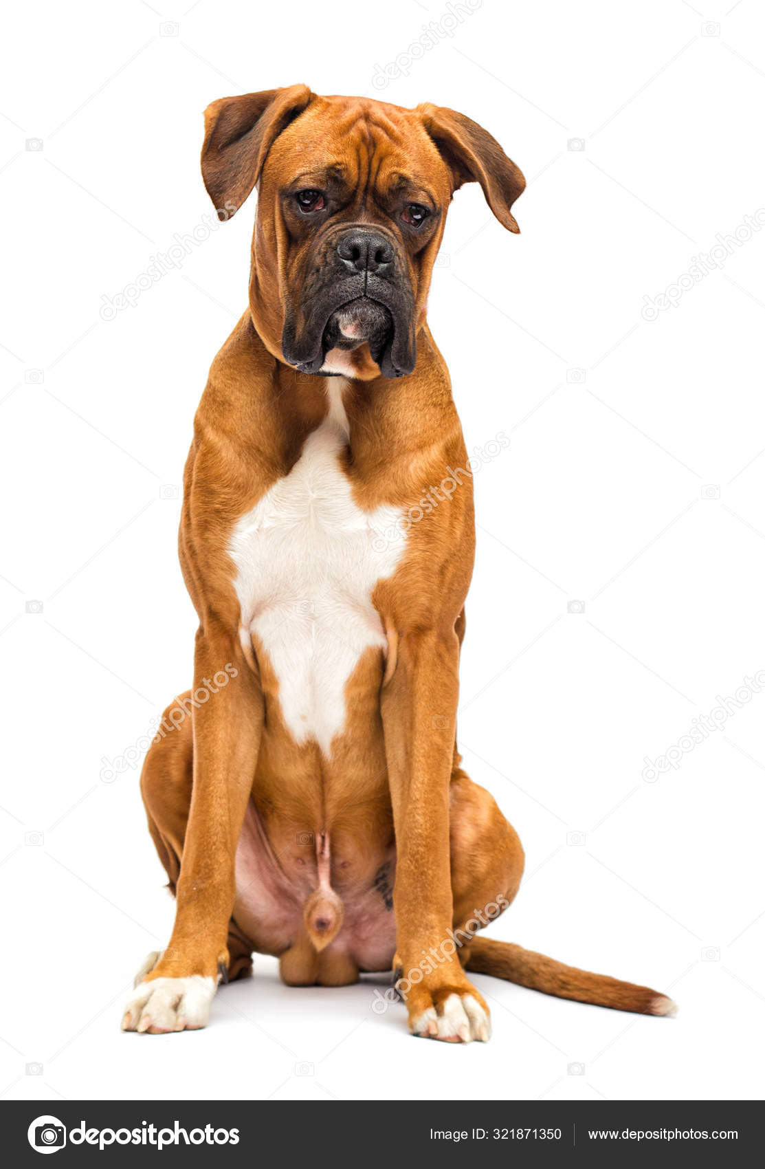 German Boxer Dog Breed