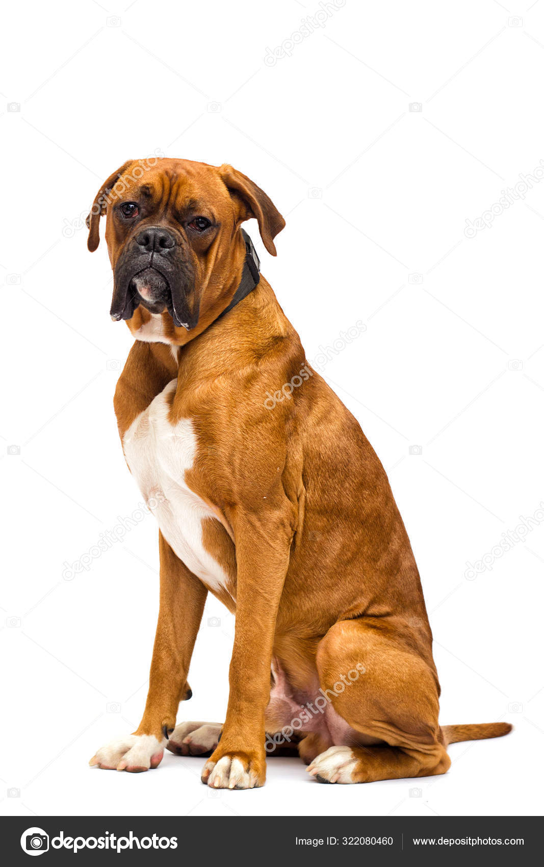 Boxer dog sitting on isolated white background — Stock Photo ...