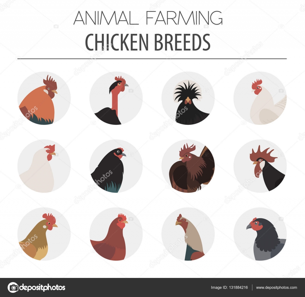 Poultry farming. Chicken breeds icon set. Flat design Stock Vector by ...