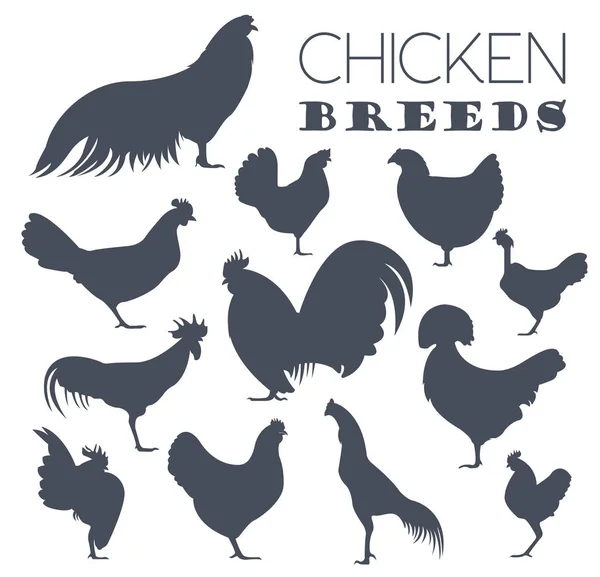 Poultry farming. Chicken breeds icon set. Flat design Stock Vector ...