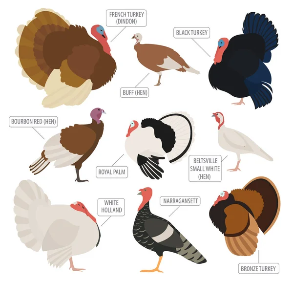 Poultry farming. Chicken breeds icon set. Flat design Stock Vector by ...