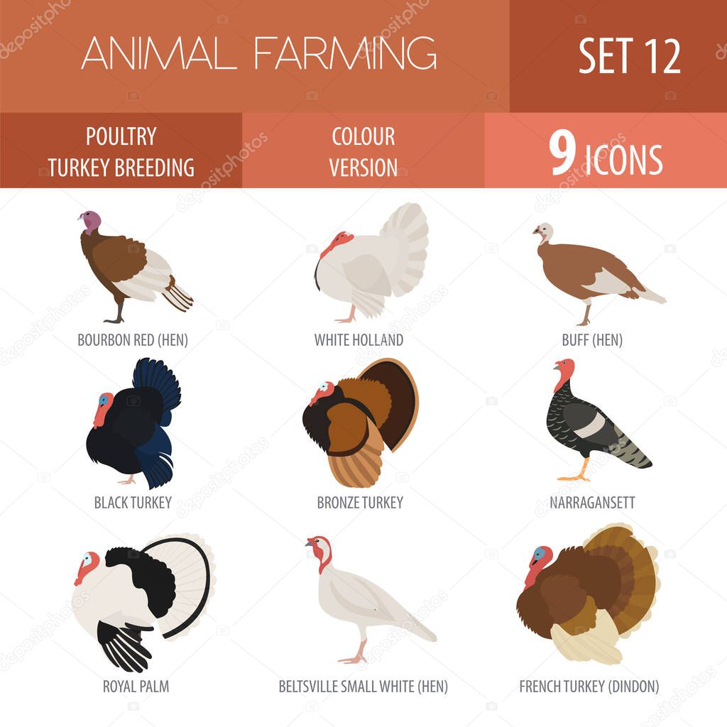 Poultry farming. Turkey breeds icon set. Flat design — Stock Vector ...