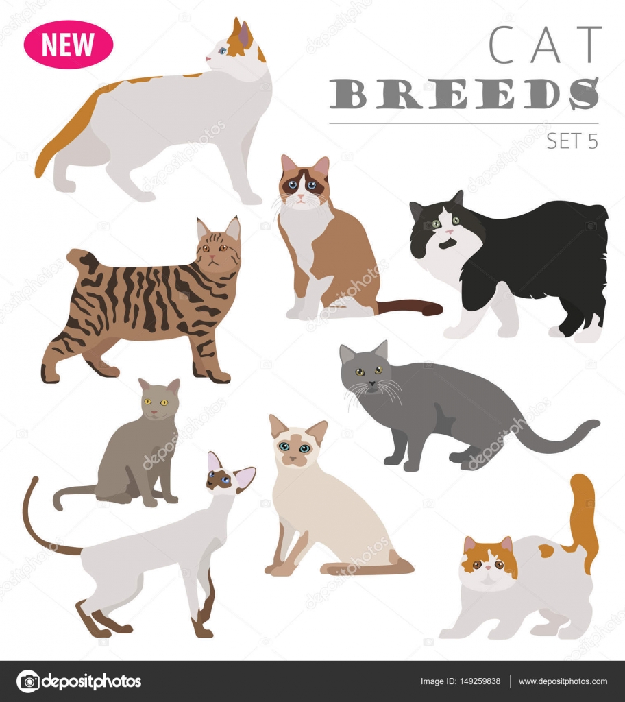 Cat breeds icon set flat style isolated on white. Create own inf Stock ...