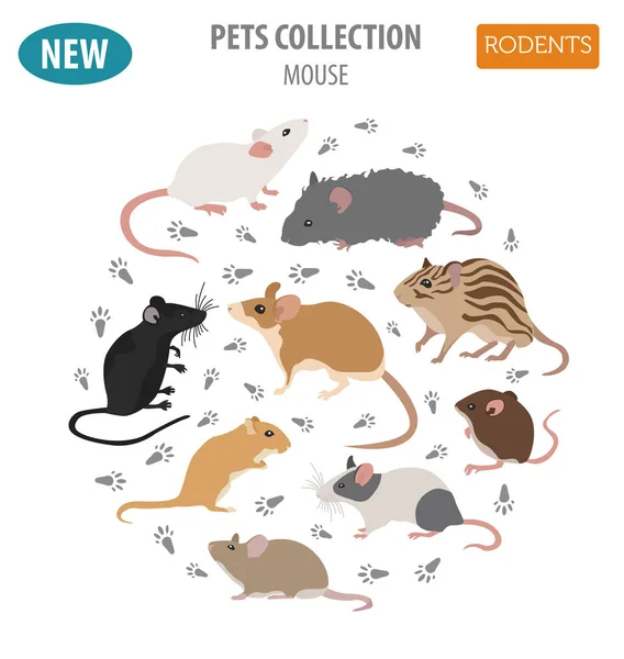 28 Spiny mouse Vector Images, Spiny mouse Illustrations | Depositphotos